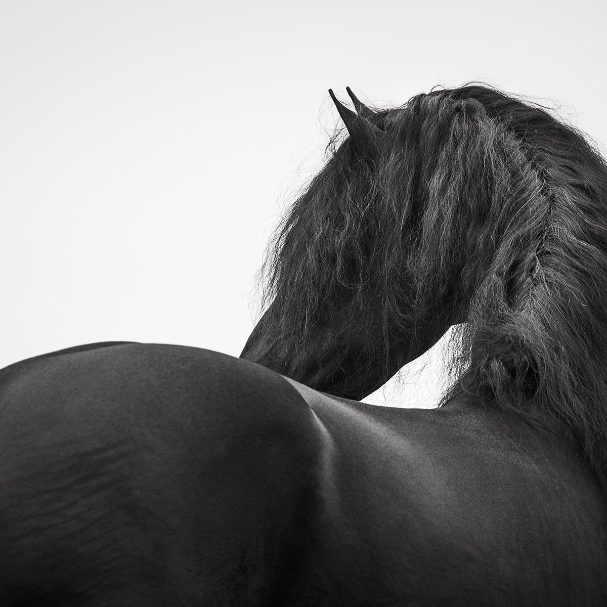 Biarritz Equine Photography Workshop - Ocean Capture